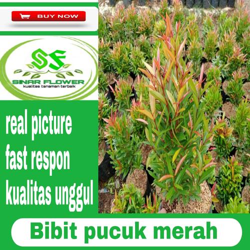 Jual pohon pucuk merah/tanaman hias/tanaman pucuk merah -+25-30cm ...