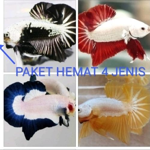 Jual Paket 4 Jenis Cupang Hias Warna Cantik - Blue Rim - Kab. Gresik ...