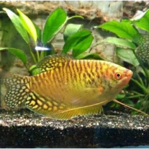 Jual sepat golden - ikan hias sepat golden - aquascape - Kota Depok ...