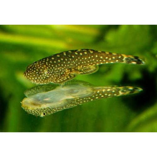 Jual borneo sucker - ikan hias borneo sucker - aquascape - Kota Depok ...