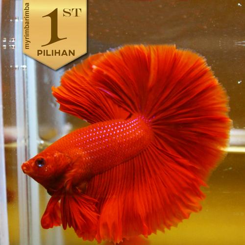 Jual Cupang Halfmoon Super Red Hiasan Aquarium Ikan Hias Tanaman ...