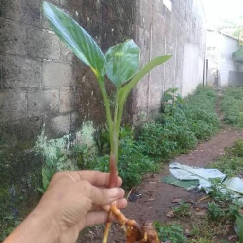 Jual tanaman temu kunci pohon bibit - Kota Bogor - Karunia Kebun ...