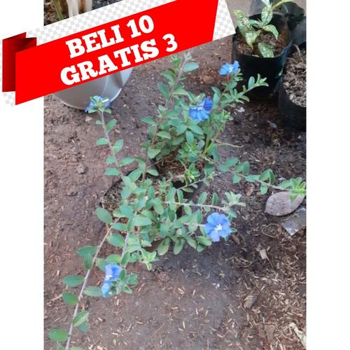Jual BUNGA BLUE EYES - Kab. Deli Serdang - Kebun berkah abu abdillah ...
