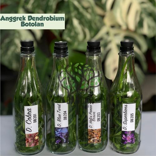 Jual Anggrek Bulan Dendrobium Botolan Bibit Anggrek Bulan Dalam Botol ...
