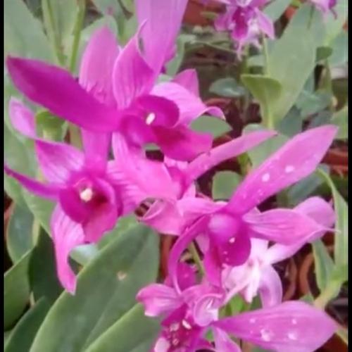 Jual Anggrek Dendrobium Caesar Red X Caesar Warawan dewasa spike knop ...