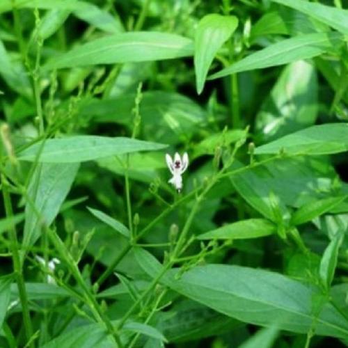 Jual Daun Sambiloto Segar/Kering 1kg / Daun Sambiroto - Kota Surabaya ...