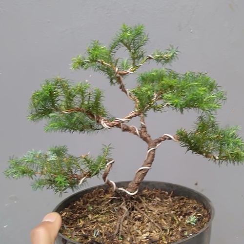Jual Tanaman bonsai cemara embun - Kab. Bandung Barat - Bung Bung ...