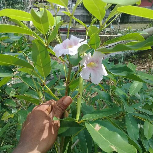 Jual pohon tabebuya bunga pink tinggi 2meter - Kab. Bogor - Adiba taman ...