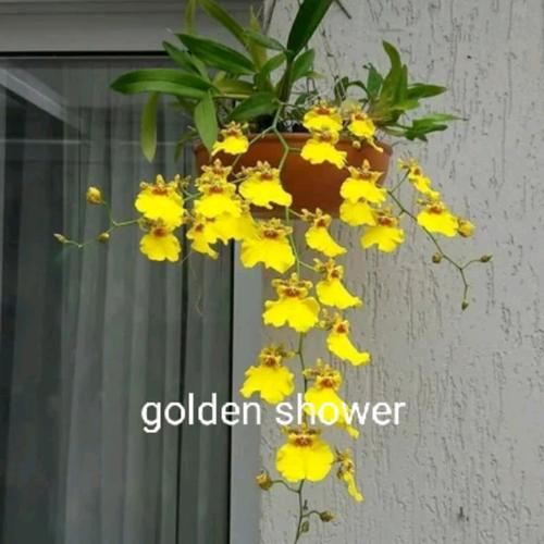 Jual ANGGREK GOLDEN SHOWER - 2 batang - Kab. Jember - JEMBER ORCHID | Tokopedia