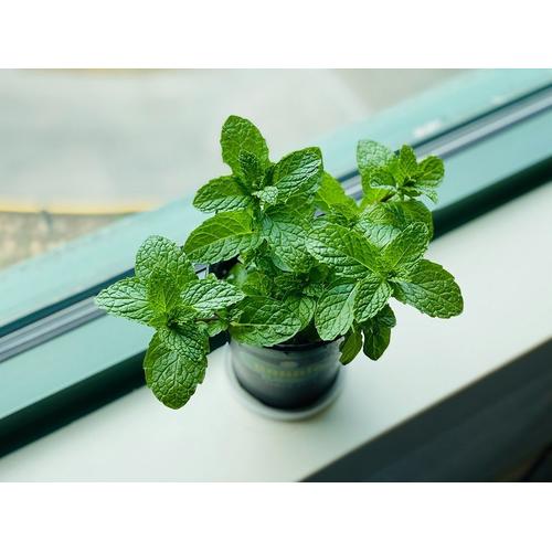 Jual Bibit Tanaman Daun Spearmint - Daun Mint - Menthol - Tanaman ...