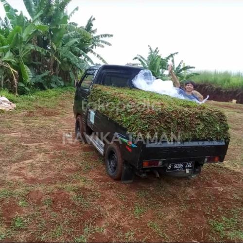 Jual Paket Rumput Gajah Biasa/Paitan 1 pick up - Kab. Bogor - NAVIKA ...