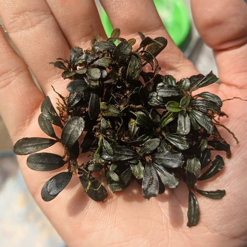 Jual Bucephalandra supermini clump kecil tanaman aquascape aquarium ...