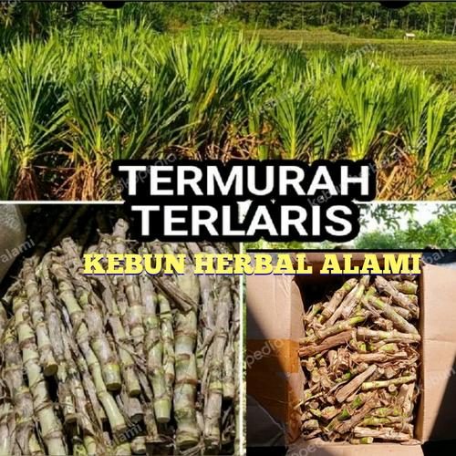 Jual rumput odot super 1kg isi 20 pcs - Kab. Pangandaran - kebun herbal ...