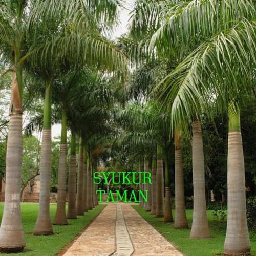 Jual PALEM RAJA / POHON PALM RAJA / TANAMAN PALM RAJA / TANAMAN HIAS ...