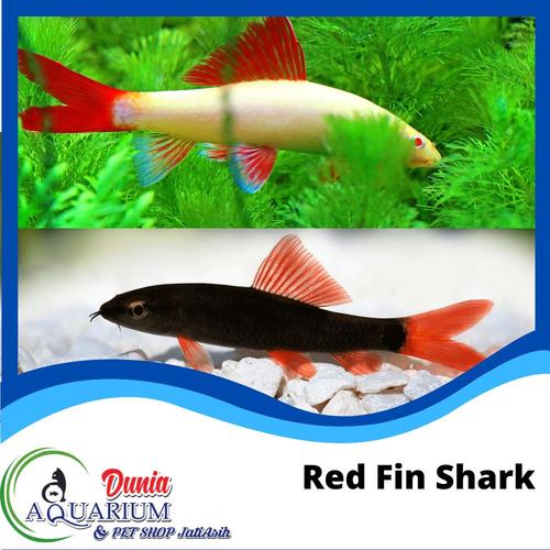 Jual Ikan Hias Red Fin Shark Redfin Aquascape - Albino - Kab. Sukabumi ...