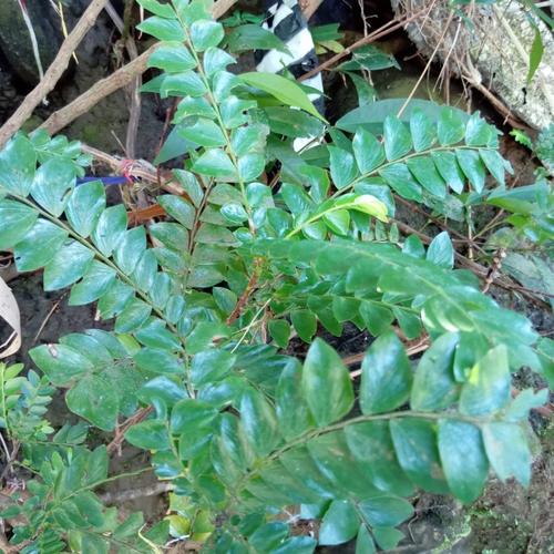 Jual Daun Sligi segar Herbal patah tulang dan keseleo 250 gram - Kab ...