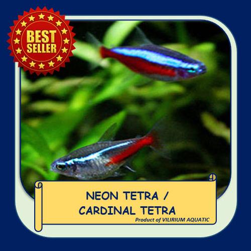 Jual IKAN HIAS AIR TAWAR - NEON TETRA / CARDINAL - Neon (M) - Jakarta ...