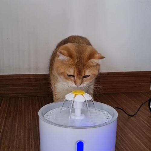 Jual Kucing BSH British Short Hair golden pure - Jakarta Selatan ...