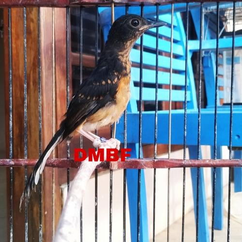 Jual Murai Batu Ring APBN - Kab. Lamongan - Murai Batu Medan DM_BF | Tokopedia