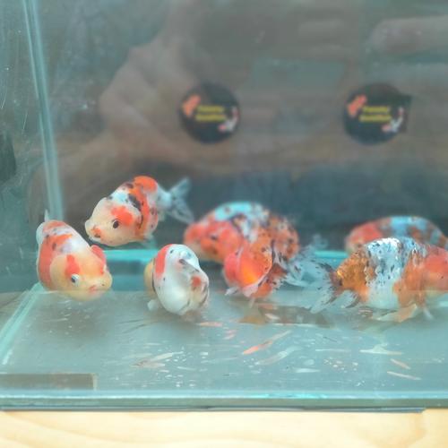 Jual Ikan Mas Koki Ranchu/Lionchu/Buffalo - XL - Jakarta Barat - Beauty ...