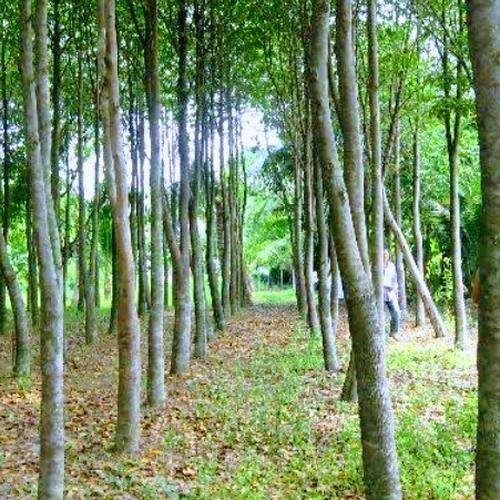 Jual Bibit Tanaman Pohon GAHARU AQUILARIA MALACCENSIS - Kab. Kediri ...