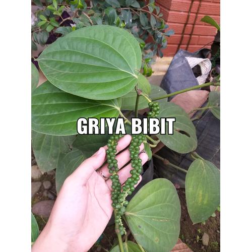 Jual Bibit Tanaman Lada India - Asal Sambung - Kualitas Unggul - Kab ...