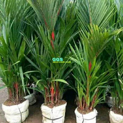 Jual Tanaman hias - palm merah, pohon palem merah ukuran 1 meter - Kab ...