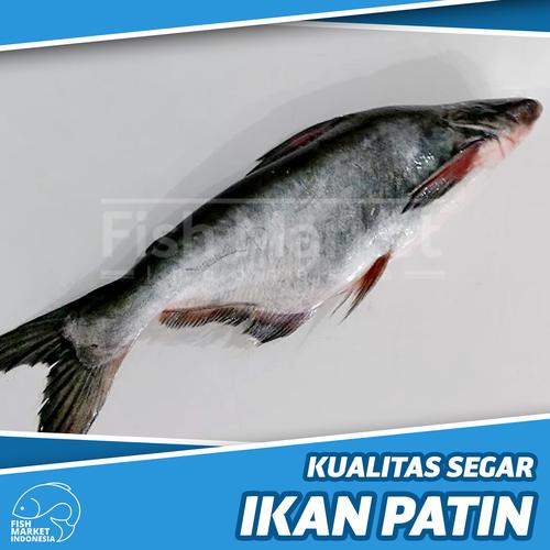 Jual Ikan Patin Segar 1kg - Ikan Patin Fresh Bersih Isi Perut - Ikan ...