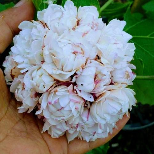 Jual Bibit Tanaman Bunga MELATI MENUR WANGI - Kab. Kediri - Rumah Bibit ...