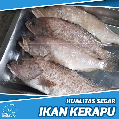 Jual Ikan Kerapu Segar Fresh 1kg 3-4 Ekor/Kerapu Segar/Ikan Fresh ...