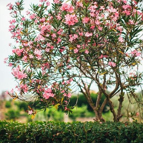 Jual pohon oleander pink soft - Kota Batu - kebunvitry | Tokopedia