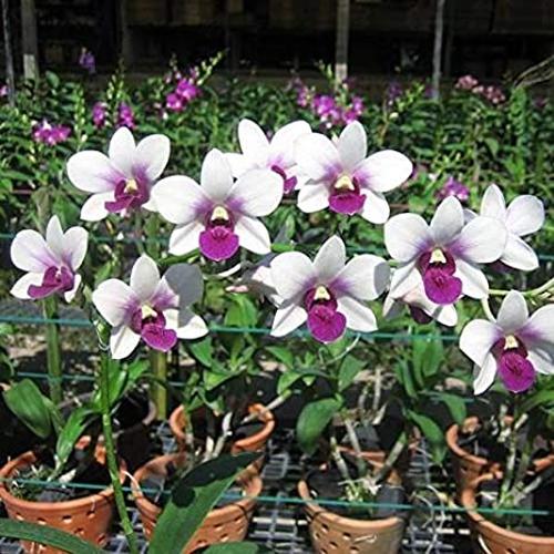 Jual anggrek dendrobium burana carming dewasa - Kab. Kediri - dara ...