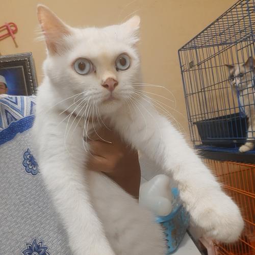 Jual kucing persian himalaya red point jantan 4bln - Kota Tangerang ...