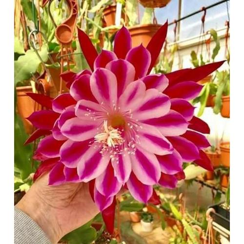 Jual tanaman hias Wijaya Kusuma bunga merah besar - Kota Bogor - refina ...