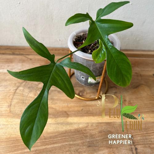 Jual Philodendron Glad Hands - Kota Bogor - PelukKebun | Tokopedia