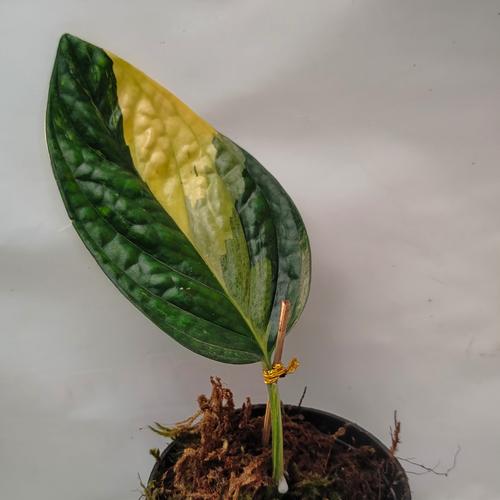 Jual karstenianum variegata/sirih badak varigata - Kab. Lumajang ...