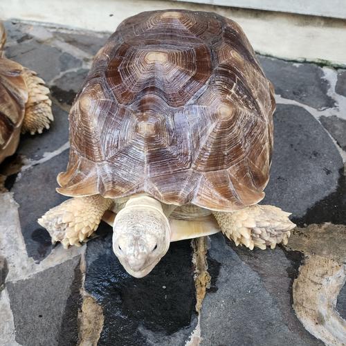 Jual sulcata kura2 induk 40 cm up - Kota Bekasi - OBI PREMIERE AQUATIC ...