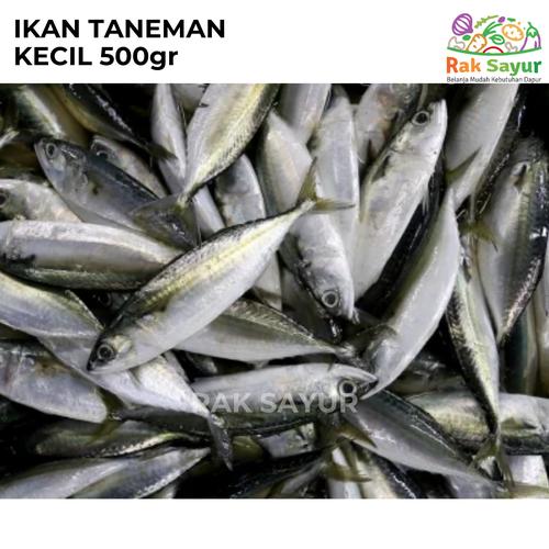 Jual Ikan Taneman 500gr Anak Ikan Kembung Tandeman Fresh Ikan Seafood ...