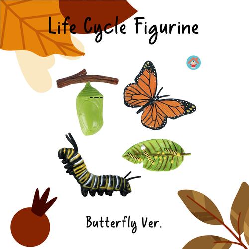 Jual Life Cycle Daur Hidup Hewan Ayam Katak Nyamuk Penyu Semut Kupu ...