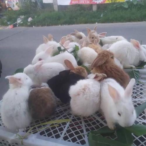 Jual Kelinci Lokal Murah - Kelinci Hidup - Anakan Kelinci Imut dan Lucu ...