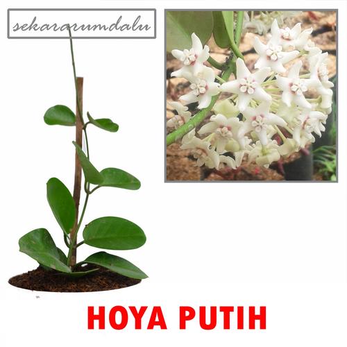 Jual HOYA PUTIH Tanaman Hias Berbunga dan Merambat - Kota Batu - Sekar ...