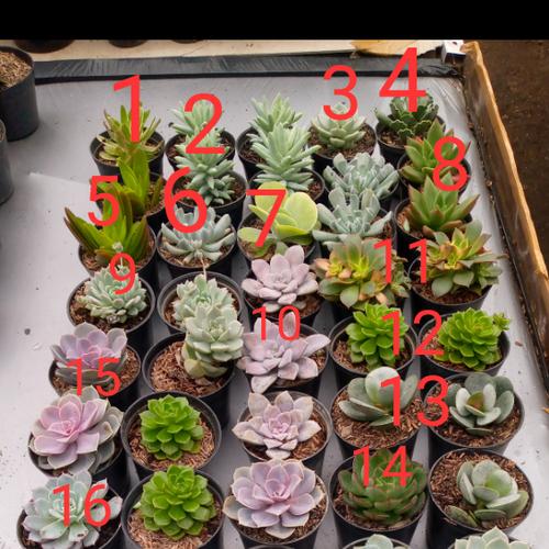 Jual tanaman kaktus sukulen mini - Kab. Bandung Barat - jois13 | Tokopedia