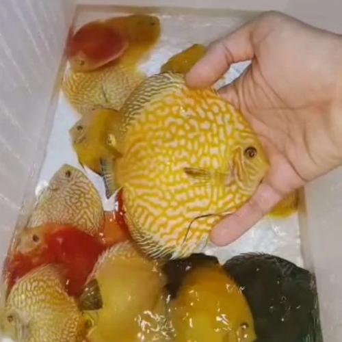 Jual ikan discus yellow pigeon 2,5 inc discus yellow pigeon 2,5 inc ...
