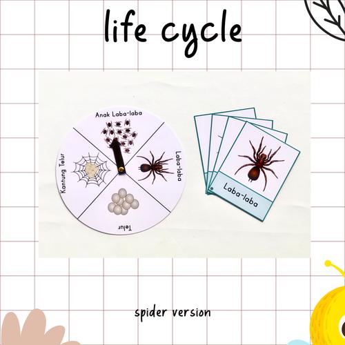 Jual Flashcard Life Cycle Daur Hidup Hewan Kupu-kupu Lebah Serangga ...