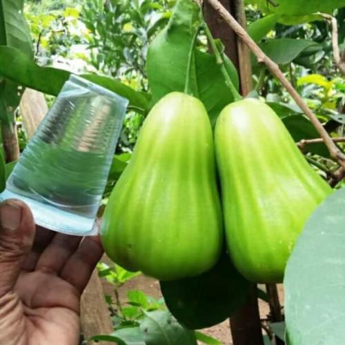 Jual bibit tanaman jambu air green giant pohon jambu green giant ...