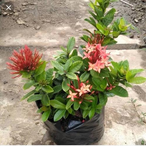 Jual tanaman hias bunga asoka jambon/ asoka india - JEPANG MERAH ...