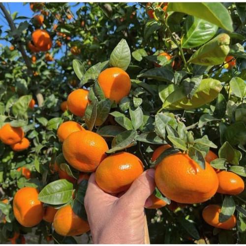 Jual COD Bibit Tanaman Buah Jeruk Mandarin/Jeruk Mini/Jeruk Cina/Bibit ...