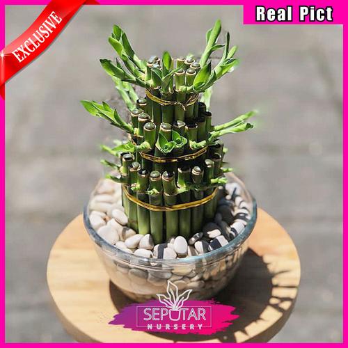 Jual bambu hoki mini - tanaman hias bambu hoki - Kab. Bogor - Seputar ...