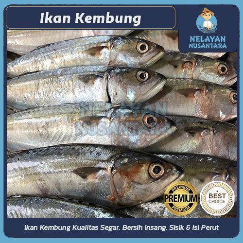 Jual Ikan Kembung Segar 1kg Fresh / Ikan Kembung Fresh / Kembung Banjar ...