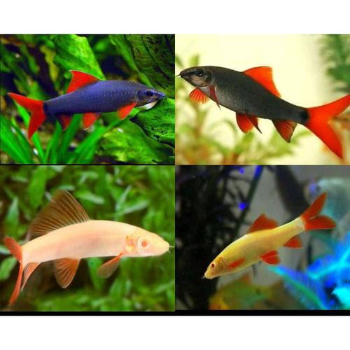 Jual ikan red fin shark aquascape - Jakarta Timur - CV Razaak Aquatic ...